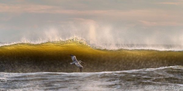 عکاسی پرندگان در حال پرواز | 8 نکته مهم آموزشی برای عکاسی حرفه‌‌ای تر